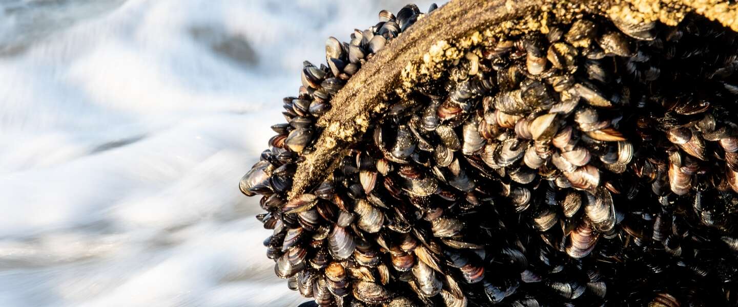 Nationale Mosselweek in teken van jongeren aan de mossel krijgen – Eatly