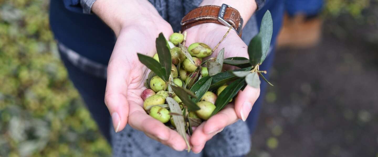 oLivery: online Italiaanse olijfolie bestellen en de volgende dag in ...